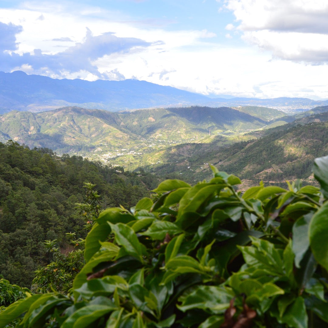 Thomsons Coffee: Scottish Coffee Roasters Since 1841