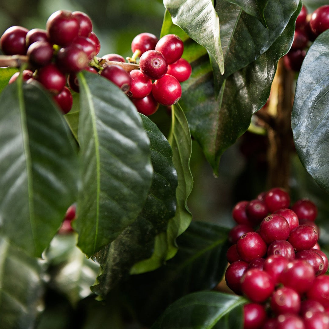 Thomsons Coffee: Scottish Coffee Roasters Since 1841